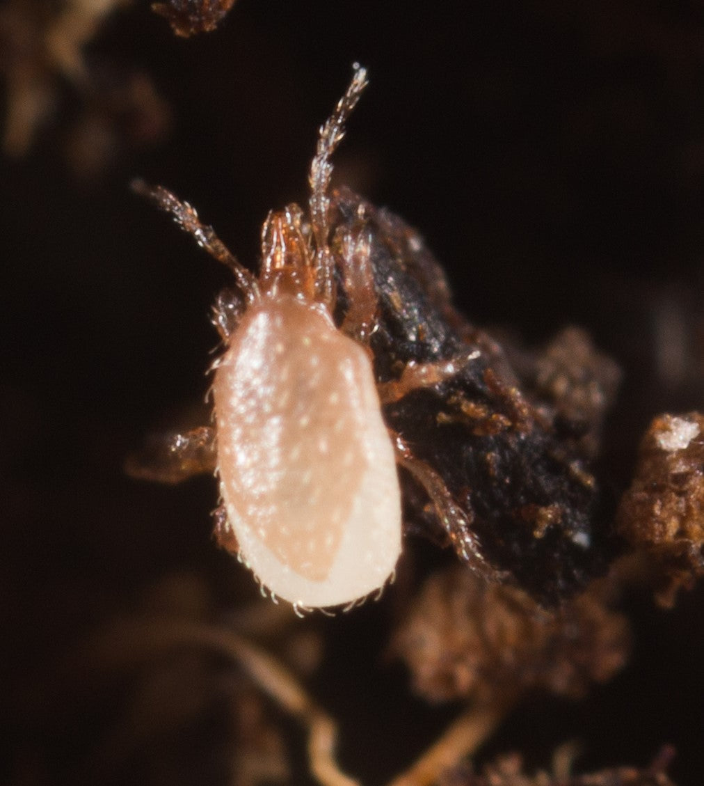 Stratiolaelaps scimitus – Natural Soil Predator for Pest Control ...